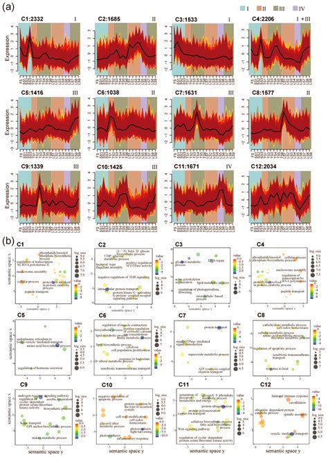 Spatiotemporal Pattern Of Gene Expressions And Functional Enrichment