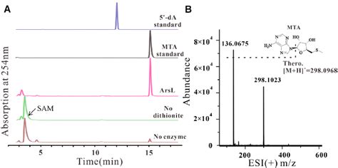 Sam Cleavage Reaction Of Arsl Left Hplc Traces Of The Arsl Reactions Download Scientific