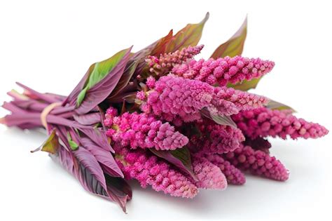Premium Photo Amaranthus Flower Isolated On White Background