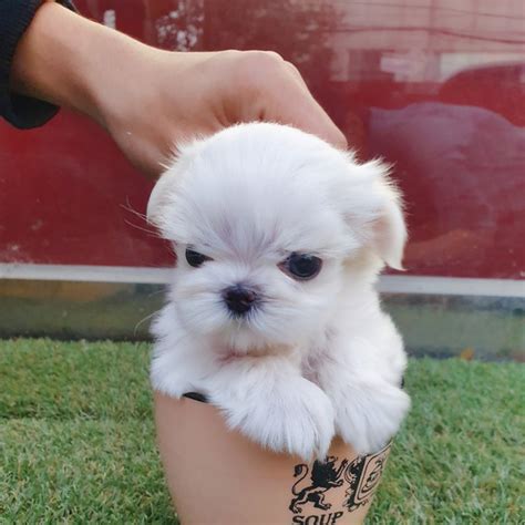 말티즈분양말티즈입양