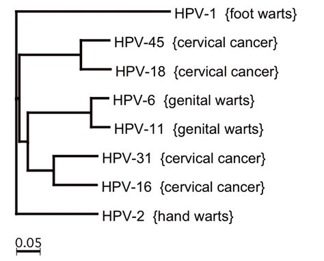 Hpv Strains That Cause Cancer