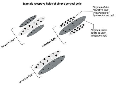 65 The Thalamus And Primary Visual Cortex Social Sci Libretexts