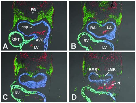 Sox9 Expression At Embryonic Day 95 Panels A D Show Serial Sections