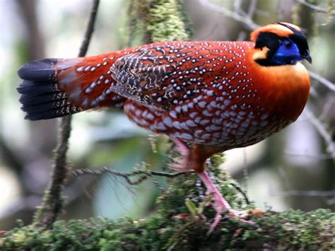 Temmincks Tragopan Ebird