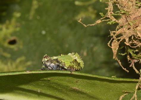 Hopper Project Noah Hopper Project Noah