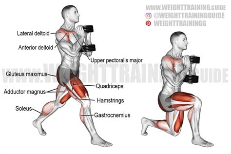 Dumbbell Reverse Curl Instructions And Video Weight Training Guide