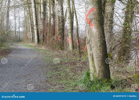 Marked Trees For Cutting Stock Image Image Of Outside 68397419