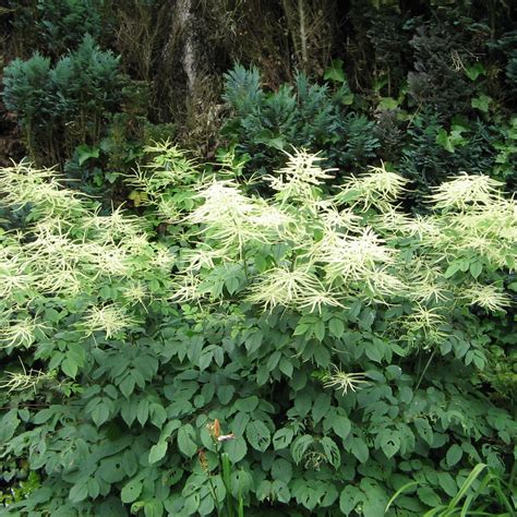 Aruncus Dioicus 1 Goats Beard Scioto Gardens Nursery