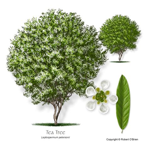 Texas Tree Selector Tree Description Artofit