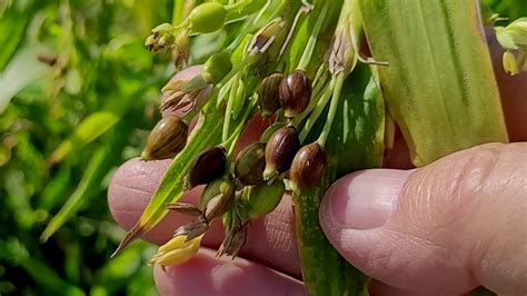 암 걱정없이 관절이 튼튼해지는 최고약재~전립선암등 항암 당뇨병 고지혈증에 좋고 비장과 폐를 보하며 안전하게 살을 빼주는 약재 Youtube