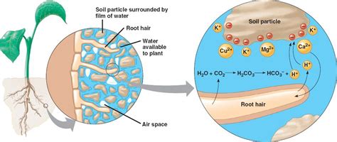 Understanding Basic Soil Chemistry Grab N Grow Soil Products