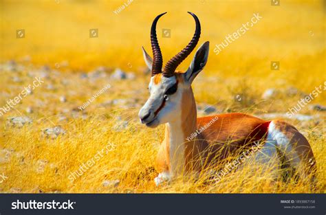 Antelope