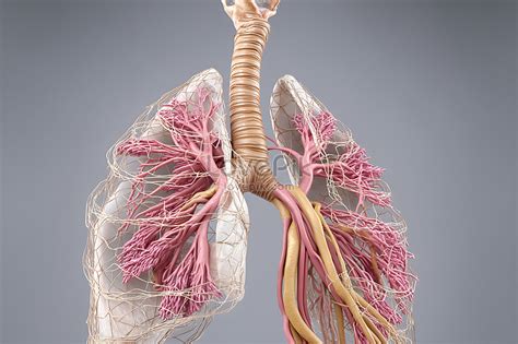 인간 호흡기 시스템