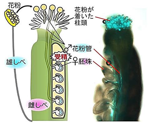 植物の花粉管、細胞核が先端部になくても胚珠に到達 Science Portal 科学技術の最新情報サイト「サイエンスポータル」