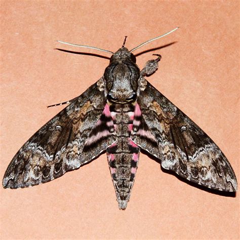 Pink Spotted Hawk Moth Agrius Cingulata Bugguidenet