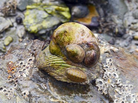 Slipper Limpet Falmouth Trip Coastwise North Devon