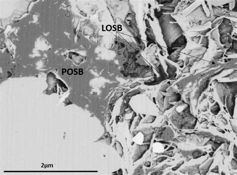 Focused Ion Beam Scanning Electron Microscope Fib Sem Of The Lower Download Scientific