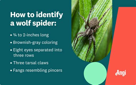 How To Identify A Wolf Spider Angi
