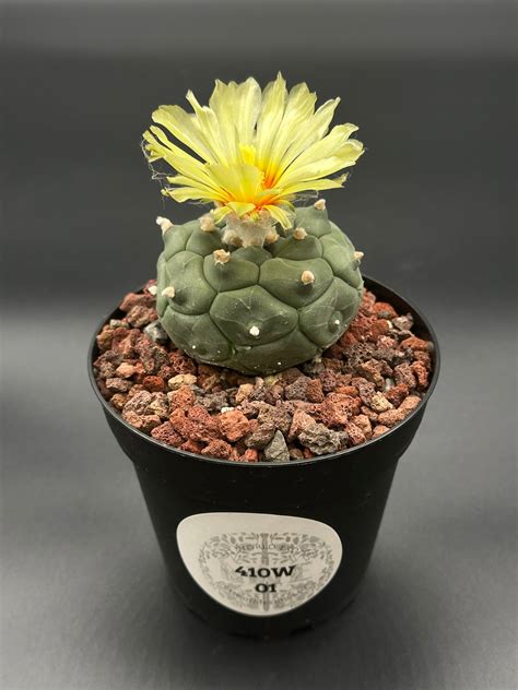 Astrophytum Asterias Cv Kikko Nudum 410w01 Next World Exotics