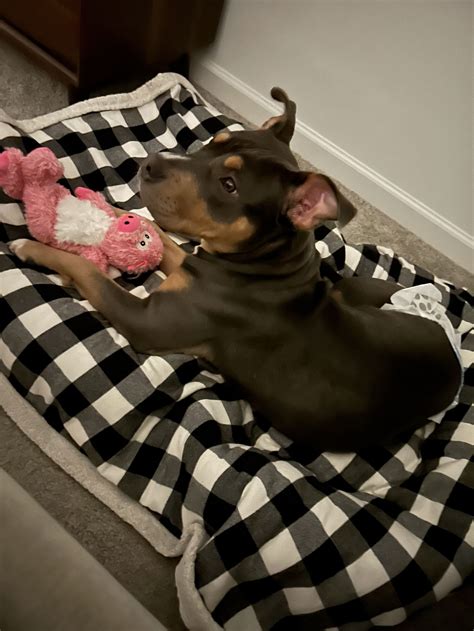 Ebbah Adopted 042725s Web Page