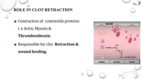 Platelet And Haemostasis Pptx