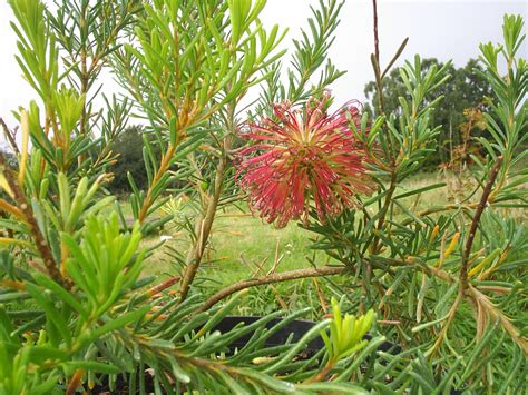 Scrub Plants