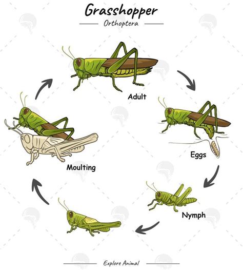 Grasshopper Life Cycle Life Cycles Life Cycles Activities Grasshopper
