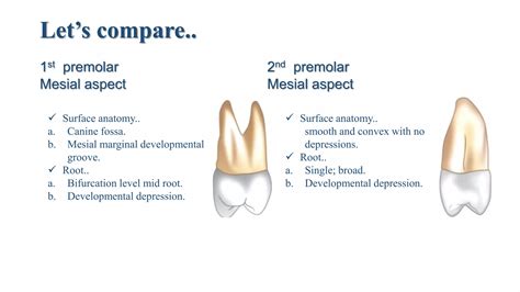Maxillary Second Premolar Pptx Dental Health Diseases And Conditions
