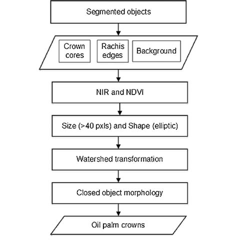 Flow Chart Of The Delineation Of Oil Palm Crowns Showing The Different Download Scientific