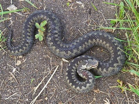 Как избавиться от змей на дачном участке безопасные способы борьбы