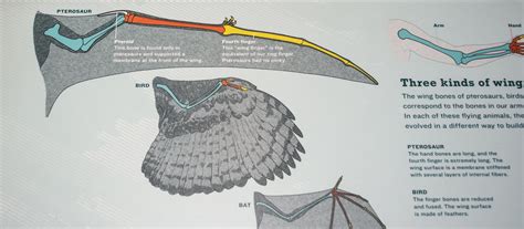 Pterosaur Wing