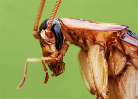 How Many Heart Chambers Does A Cockroach Have The Buginator