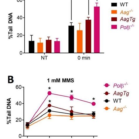 Measuring Dna Ber Of Alkylation Damage A Analysis Of The Damage