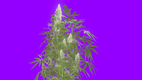 X H 4 M P 3d Model By 𝑀𝒾𝓈𝓉𝑒𝓇 𝐿💞𝓋𝑒𝓇 Misterlover [7f482be] Sketchfab