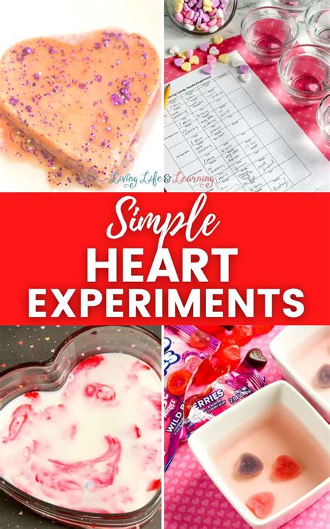 Simple Heart Experiments