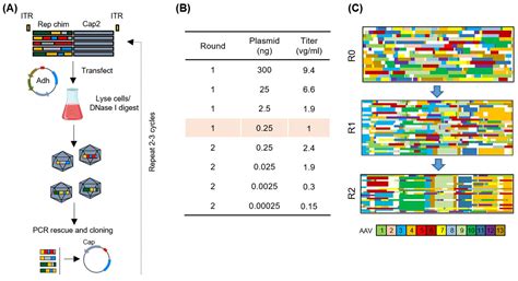 Improved Recombinant Adeno Associated Viral Vector Production Via Molecular Evolution Of The