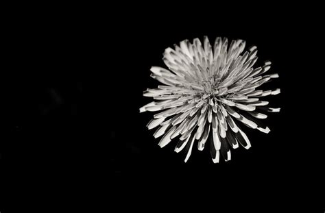 민들레 흑인과 백인 자연 꽃 민들레 공장 꽃잎 흑백 흑백 Hd 배경 화면 Wallpaperbetter