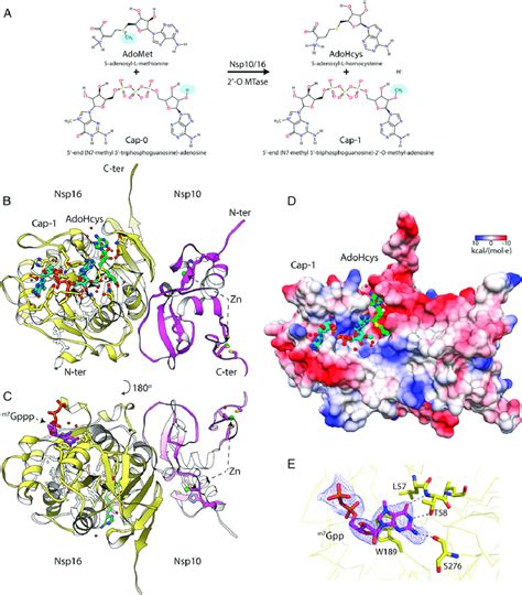 Crystal Structure Of The Nsp1016 In A Complex With M7 Gpppa M2′ O