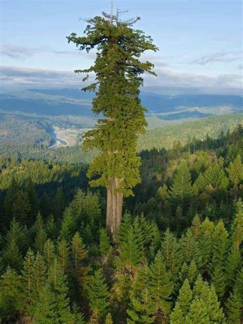 Fubiz Hyperion The Worlds Tallest Living Tree 🌳 Hyperion Is The