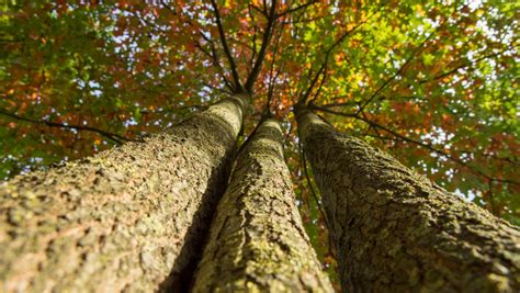 Quercus Palustris Bark