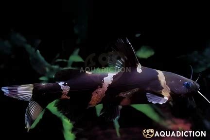 Asian Bumblebee Catfish Pseudomystus Siamensis Fish Profile And Care Guide