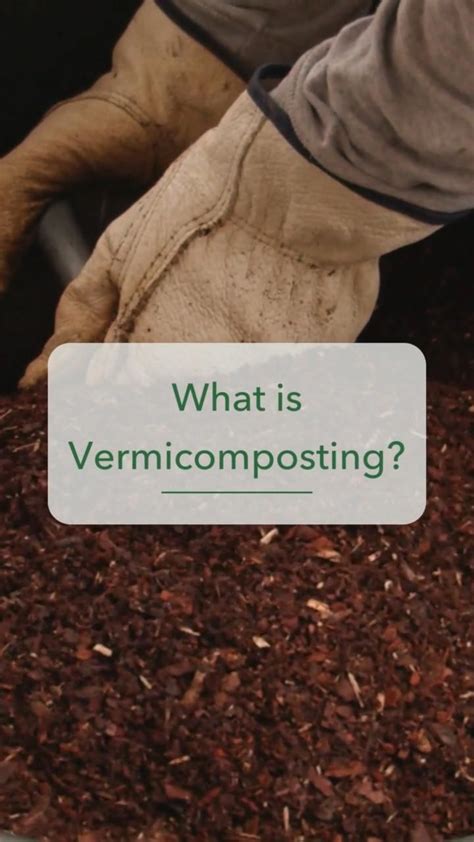 Vermicomposting Composting With Worms For Maximum Nutrients