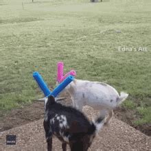 Funny Fainting Goats S Tenor