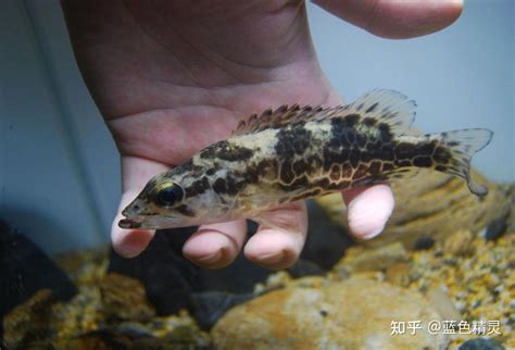 桃花流水鳜鱼肥 知乎