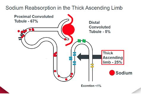 Nephron Diuretics