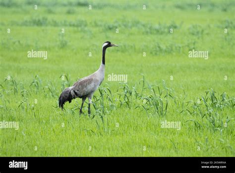 An Adult Common Crane Grus Grus Standing On A Summery Crop Field In Estonia Northern Europe