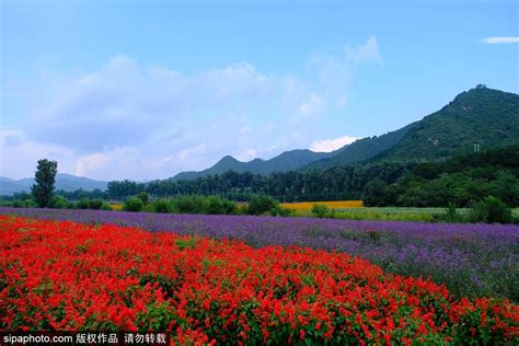 千亩花朵陆续绽放北京延庆四季花海正值花期