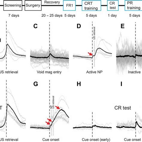 Vta Gabaergic Neurons Send Long Axons To The Vp And Form Synaptic Download Scientific Diagram