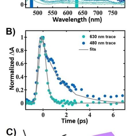Transient Absorption Characterization Of Free Macrocycle A Transient Download Scientific