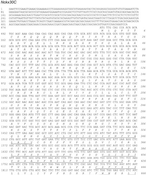 Complementary Dna And Protein Sequence Numbers For Nucleotides Are